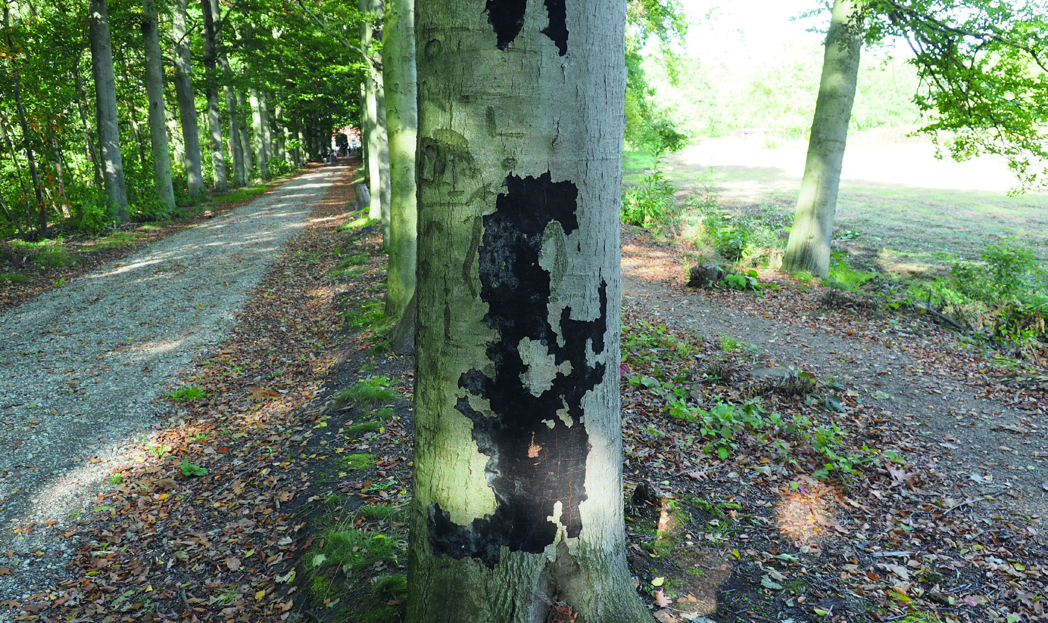 Arboricultural Association - Sooty bark disease can no longer be ignored